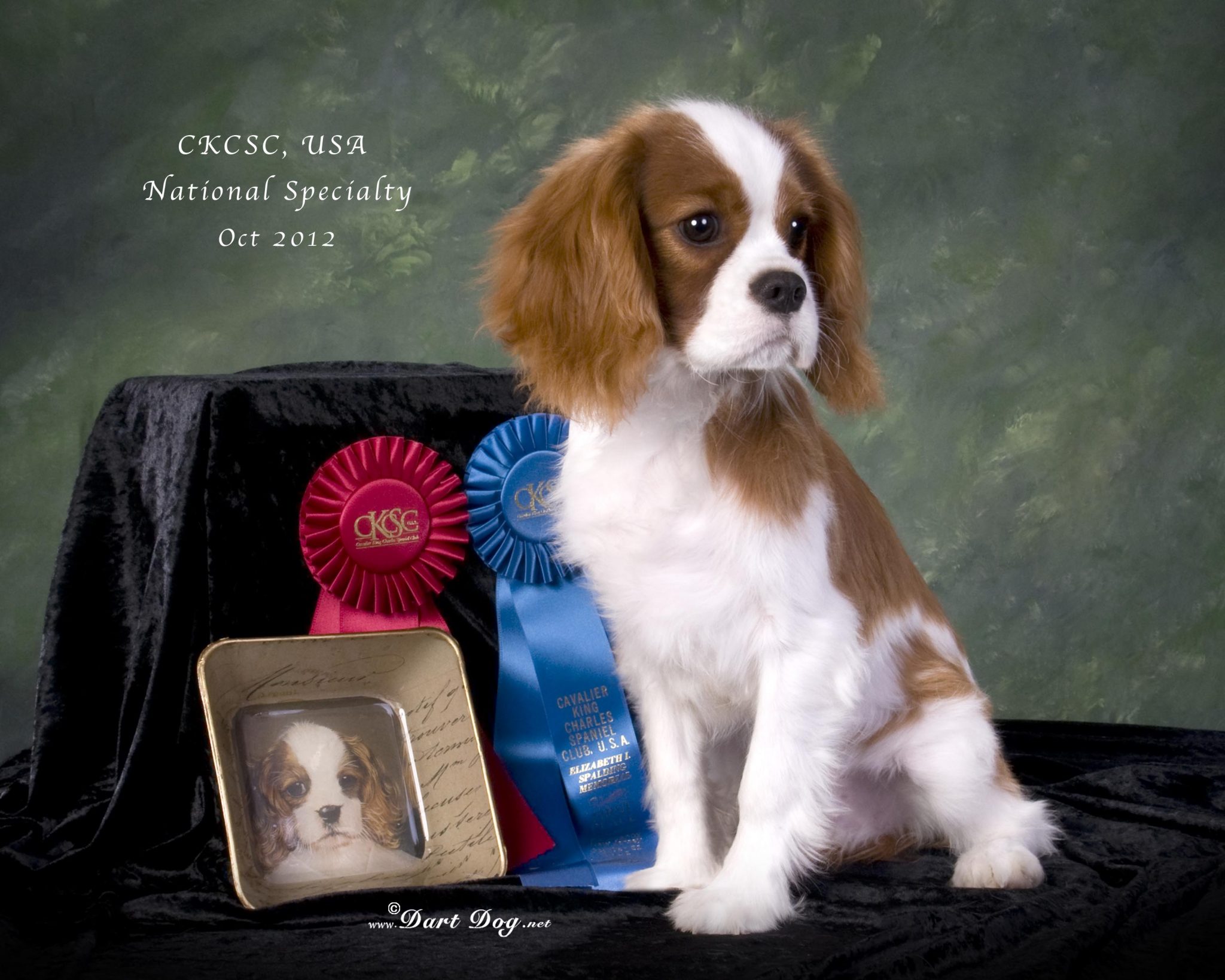 Quail Run Rainer – Quail Run Cavaliers